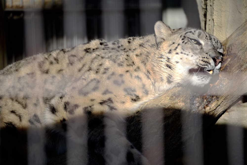 Snow leopard(ユキヒョウ) | ズーサーチ